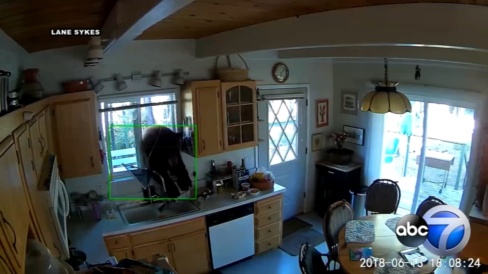 VIDEO: Bear breaks into kitchen, helps itself to free lunch - ABC7 Chicago