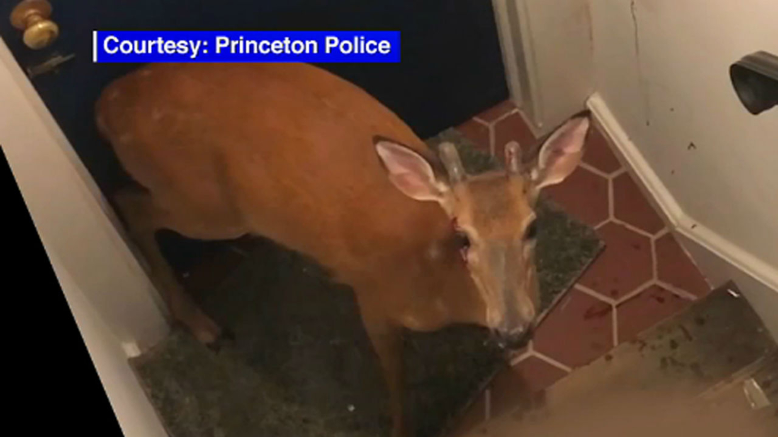 Deer gets stuck inside Princeton, New Jersey home after breaking in ...