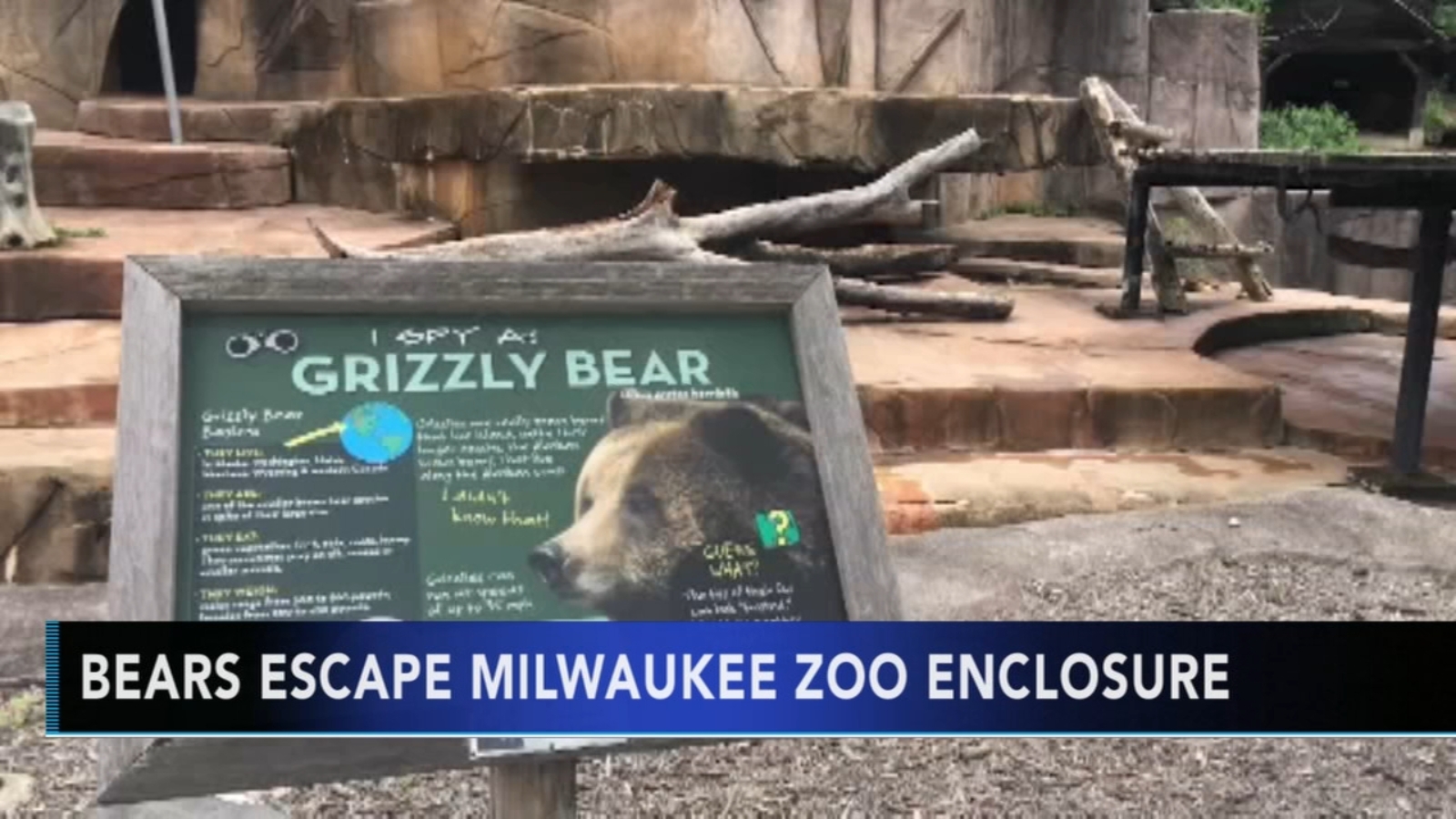 Zoo visitors moved to secure areas after grizzly bears escape enclosure ...
