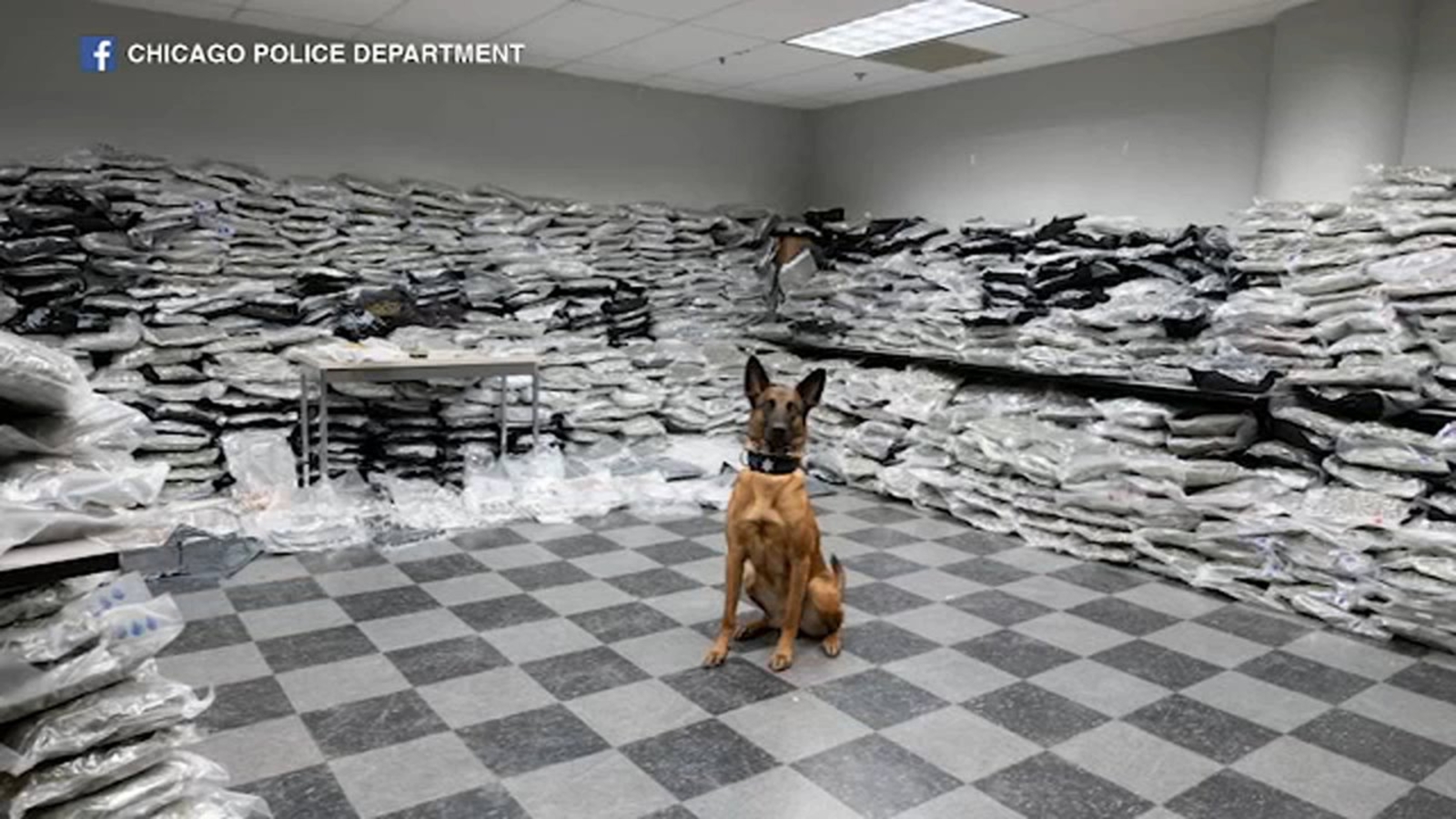 PHOTOS: CPD police dog helps find marijuana worth $10M - ABC7 Chicago