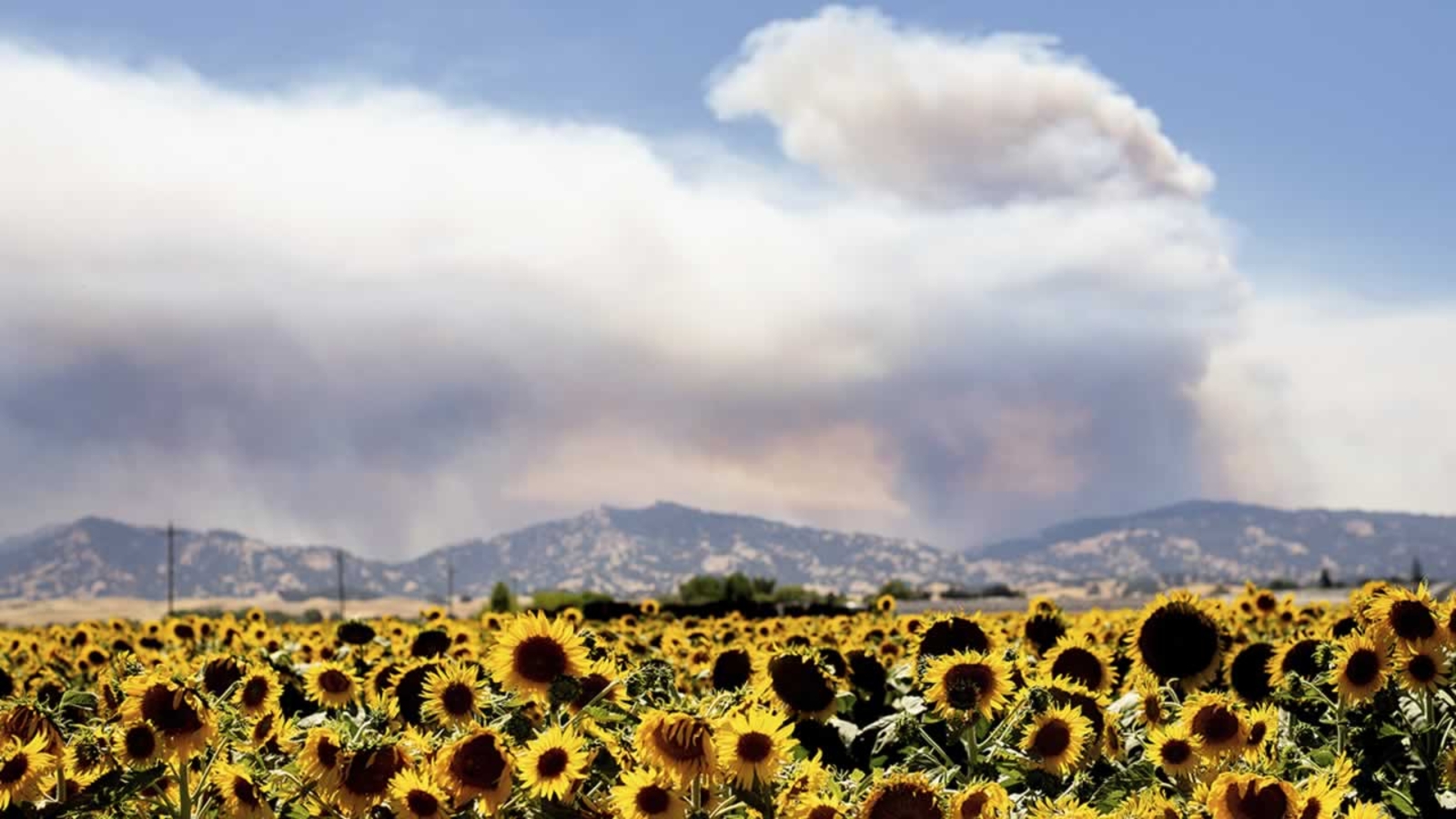 County Fire in Yolo County now at 32,500 acres, 2 percent contained ...