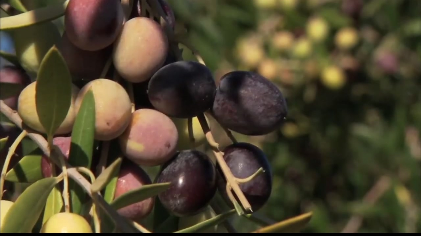 Bay Area LIFE: Discover the Capay Valley! - ABC7 San Francisco