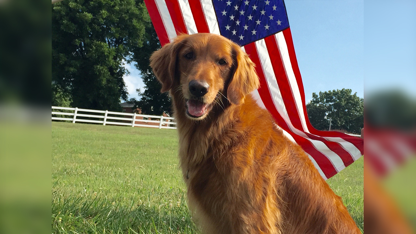 Dog who portrayed Duke in Bush's Baked Beans commercials dies - ABC7 ...