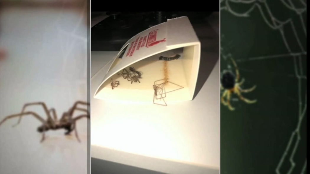 Brown Recluse Spider In California