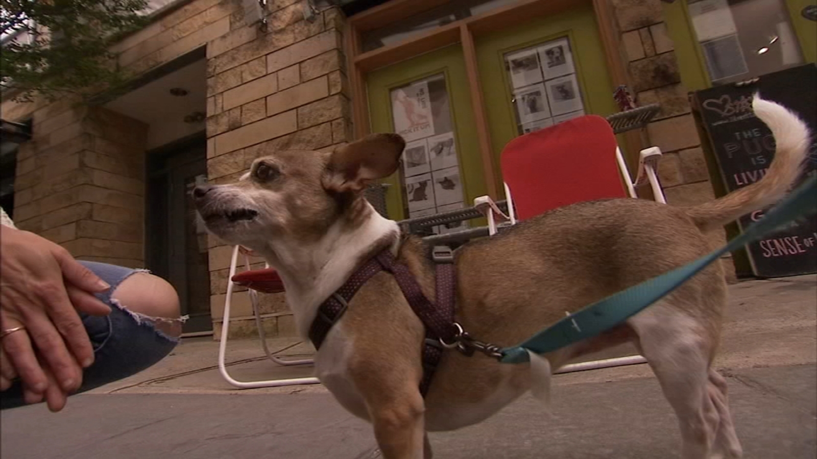 Shelter Me: Street Tails Animal Rescue - 6abc Philadelphia