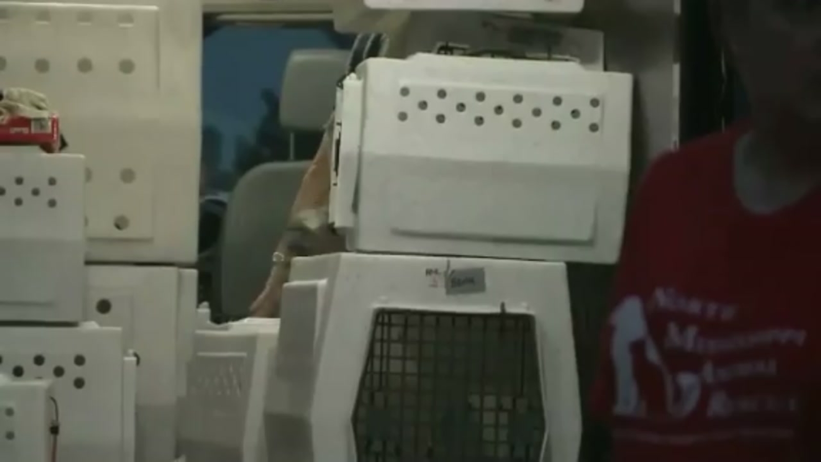 Rescue operation results in death of nearly a dozen dogs - ABC13 Houston