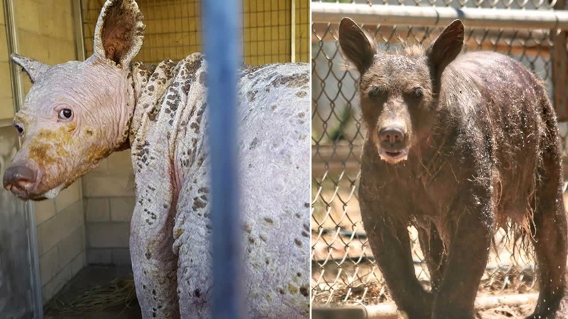 PHOTOS: Amazing transformation of a very lucky California bear found ...