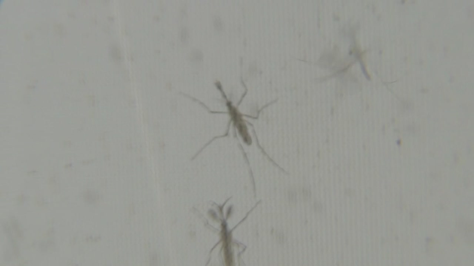How plants, worms and 'assassin mosquitoes' may make your time outside ...