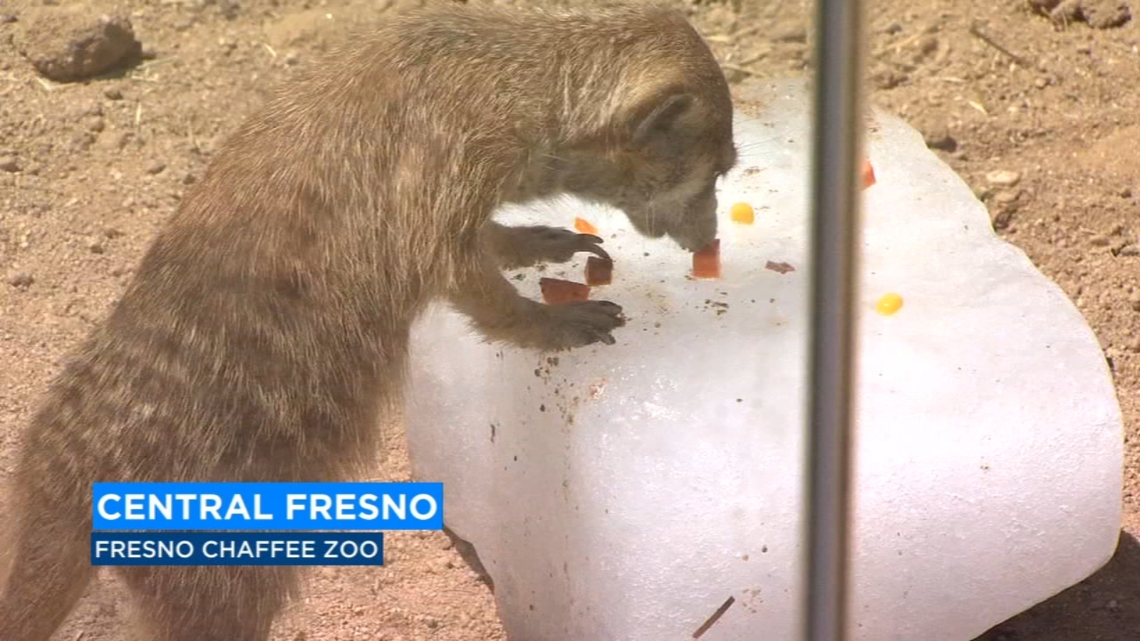 Chaffee Zoo animals kept cool in scorching heat - ABC30 Fresno