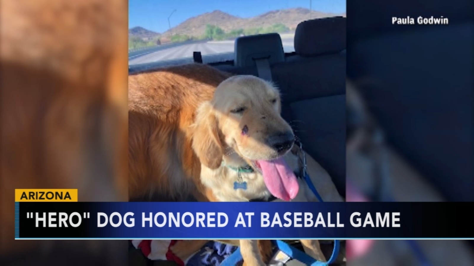Dog who saved owner from rattlesnake's bite honored at Diamondbacks ...
