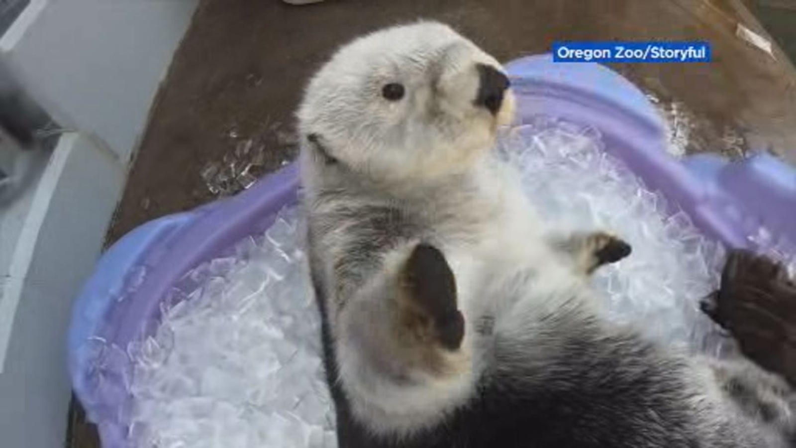 Otters play in ice to stay cool in summer heat - ABC7 San Francisco