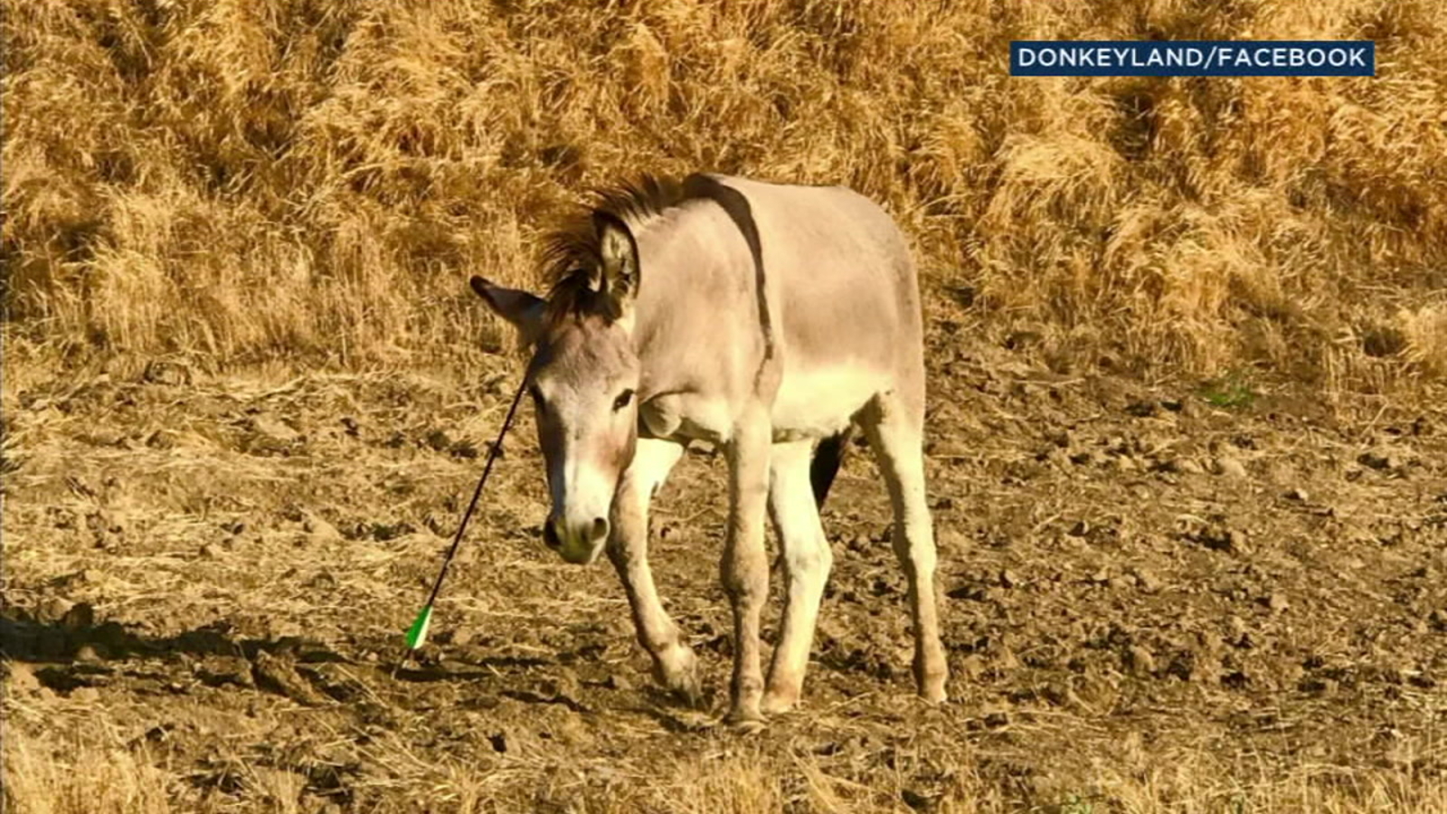 Wild burro roaming IE canyon with arrow through ear - ABC7 Los Angeles