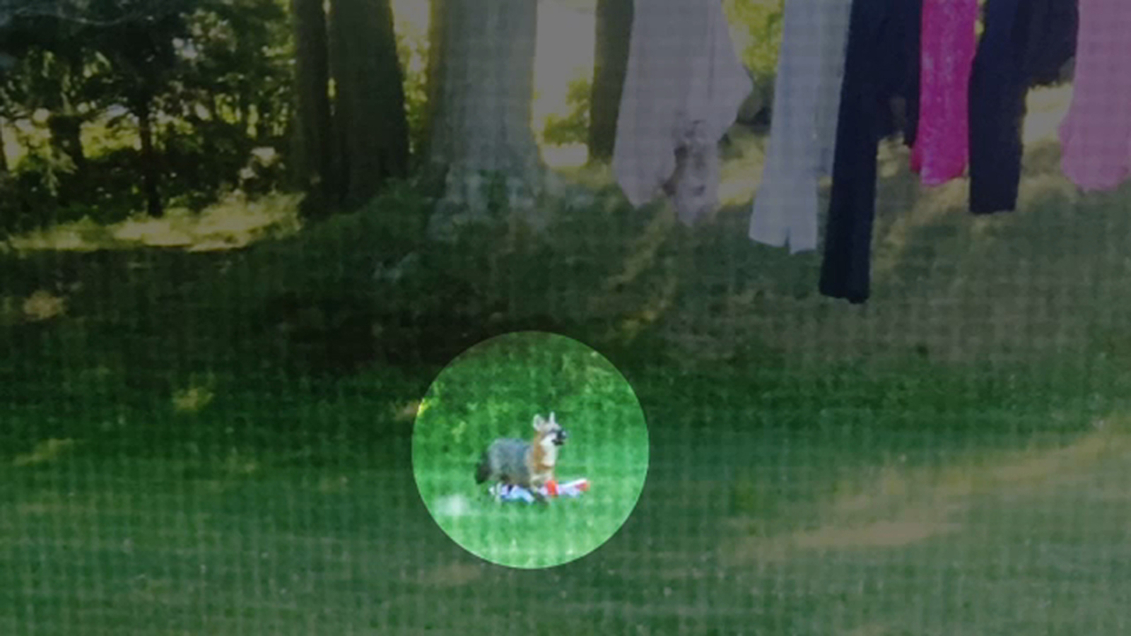 Warning in Westchester County after 3 people attacked by fox - ABC7 New ...