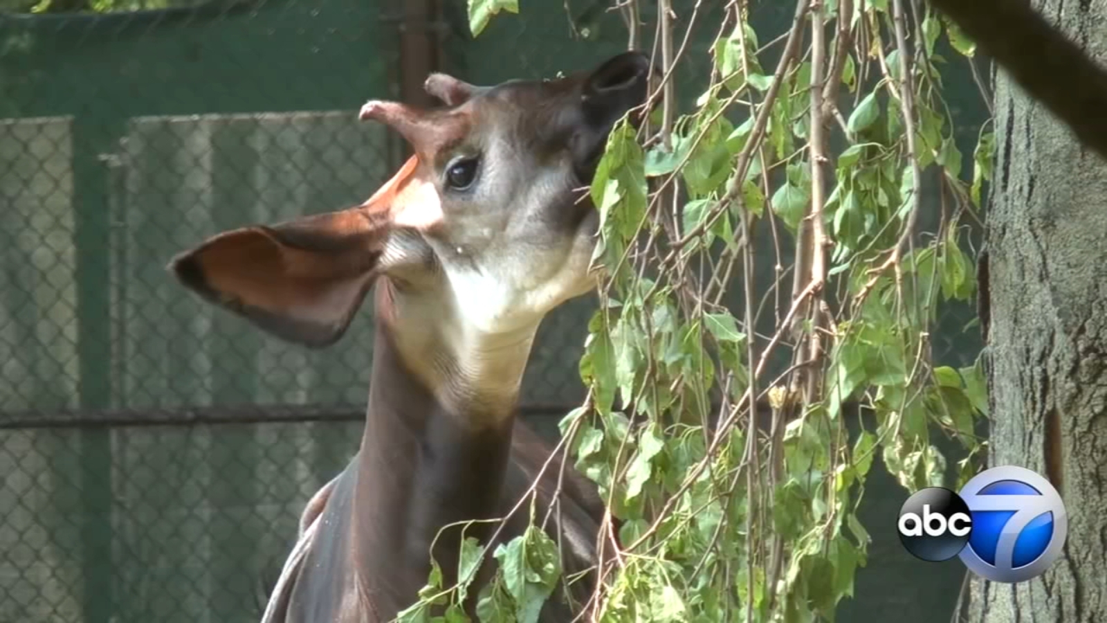 ComEd helps feed Brookfield Zoo animals - ABC7 Chicago