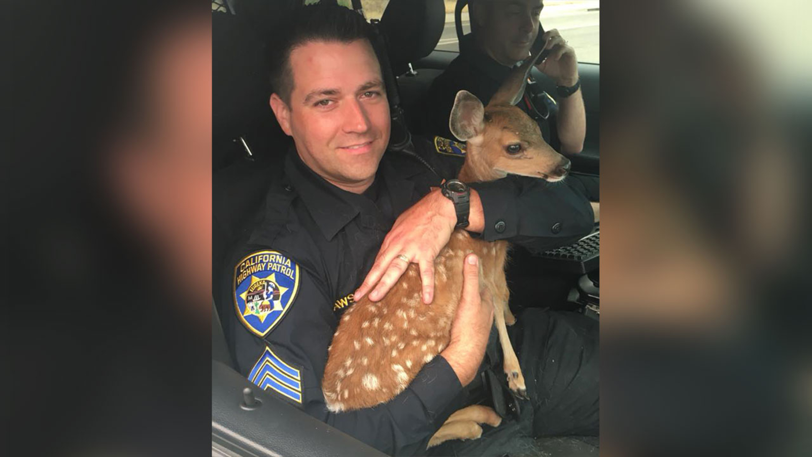 Carr Fire: California Highway Patrol helps rescue fawn from fire zone ...