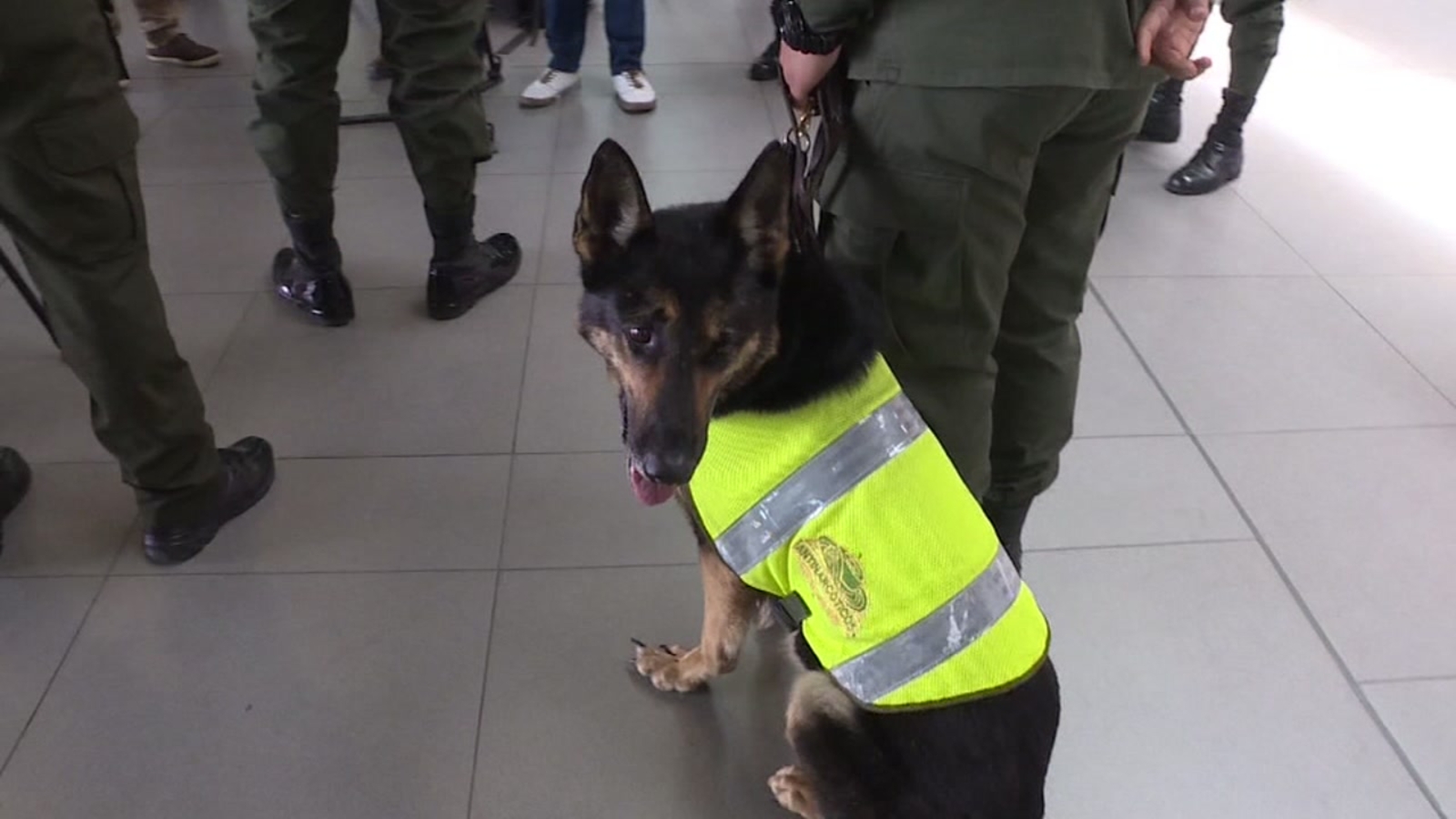Colombian cartel puts out $70,000 hit on anti-narcotics dog - ABC13 Houston