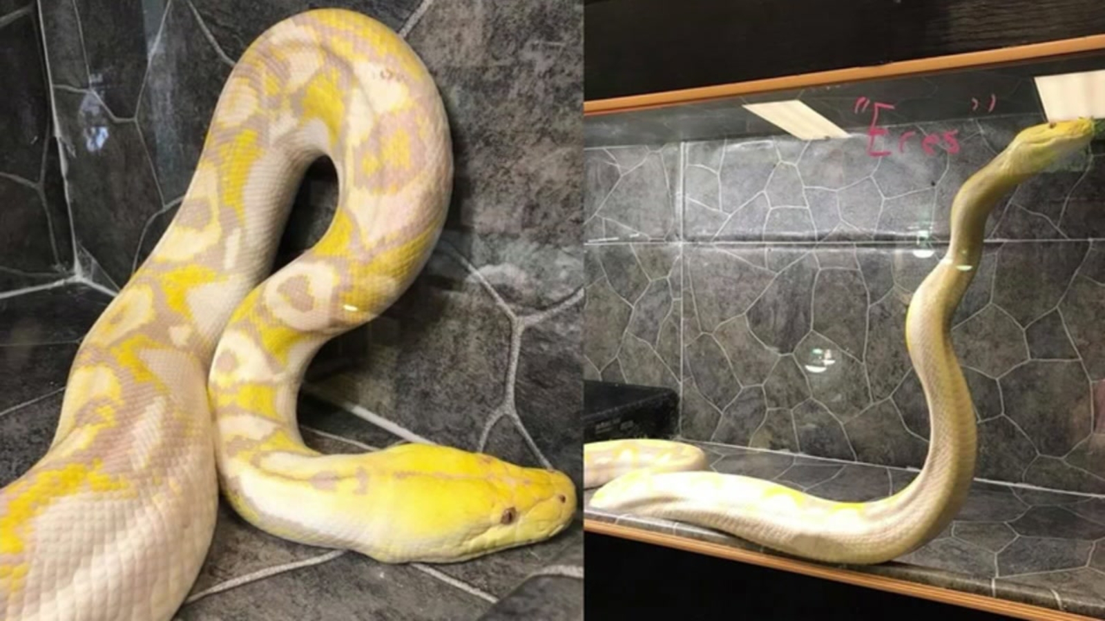 14-foot albino python missing from Redding pet shop as Carr Fire ...