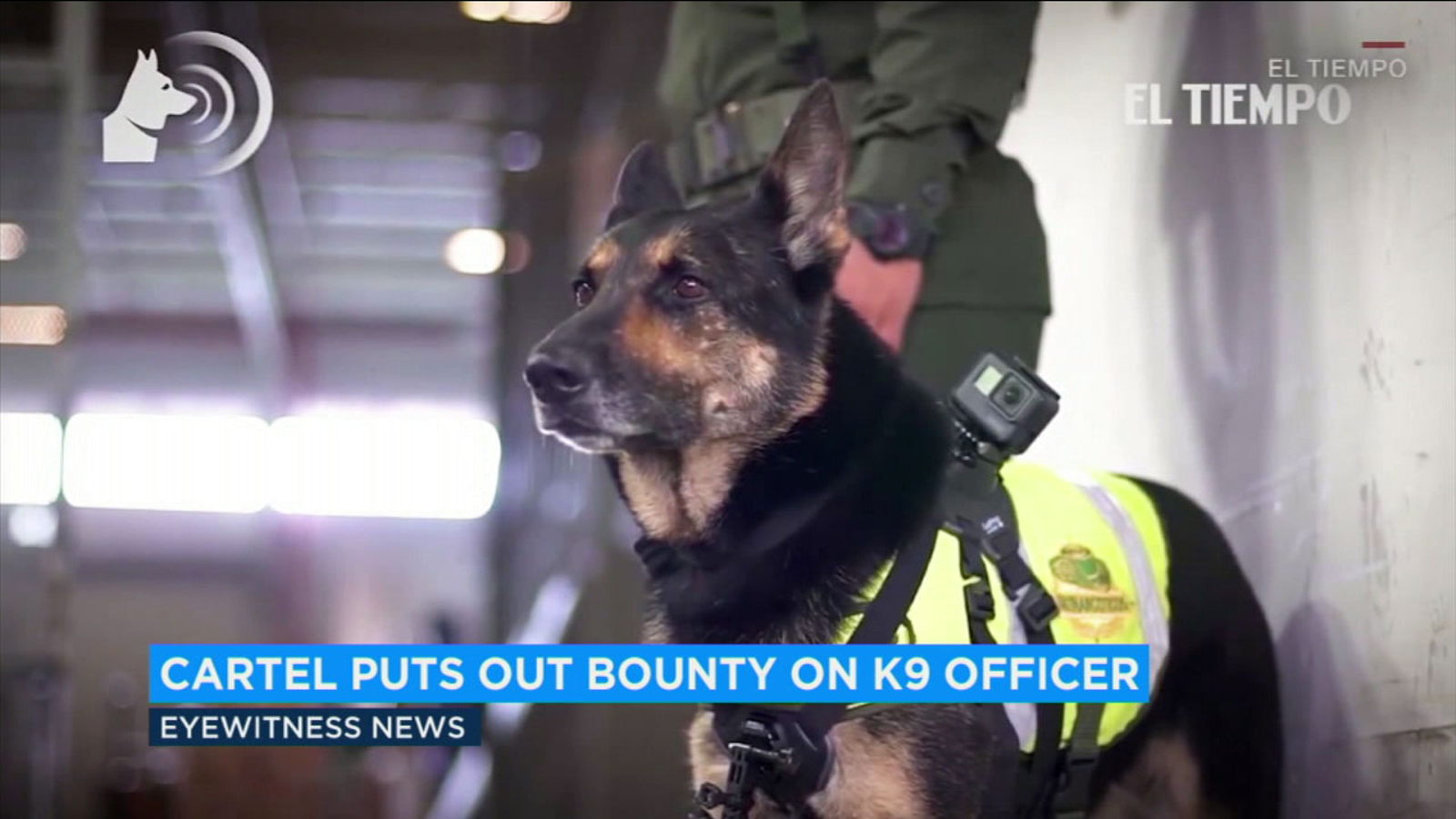 Colombian drug cartel places bounty on successful police dog - ABC7 Los ...