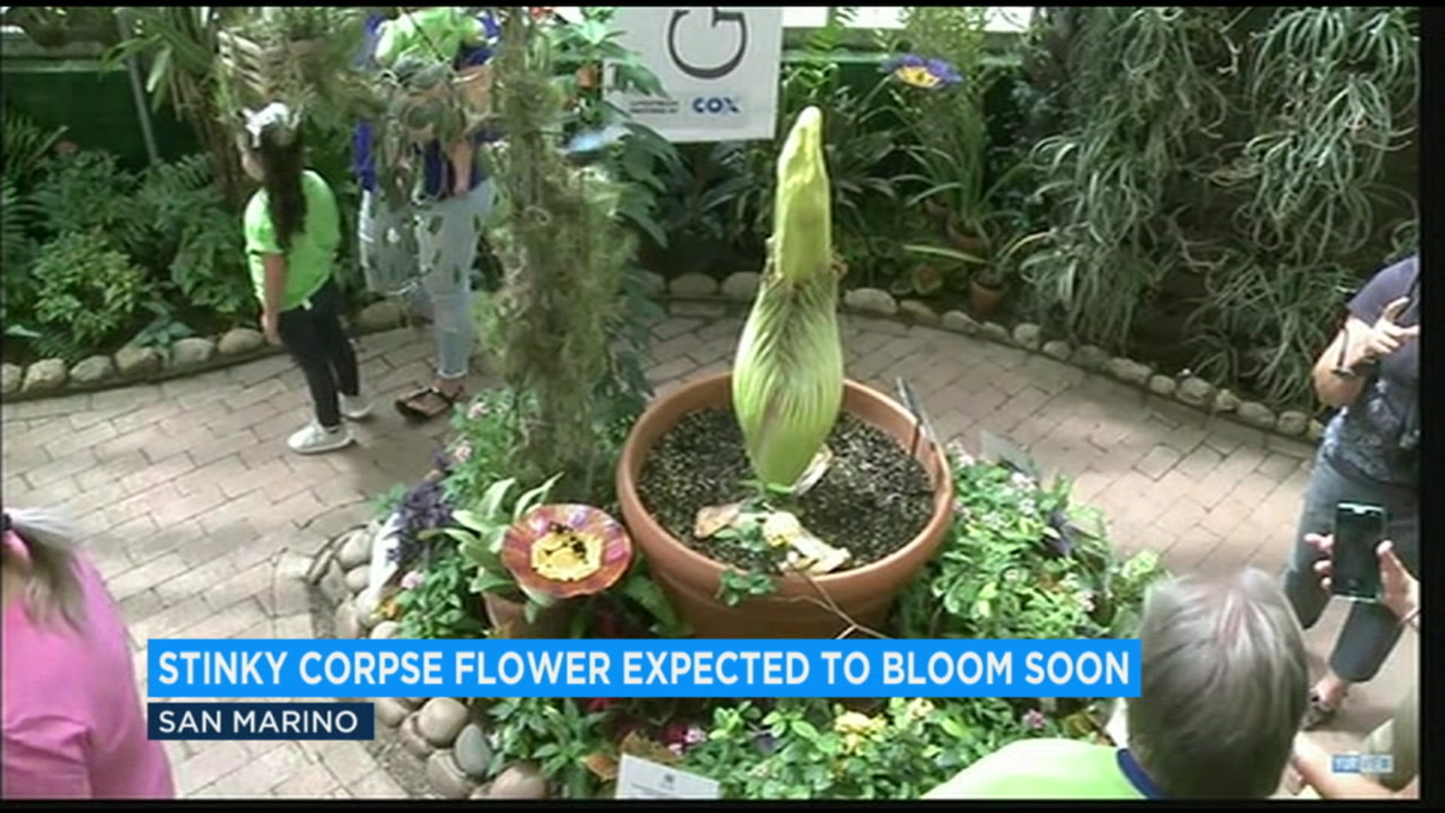 Stinky 'corpse flower' expected to bloom at Huntington Library in San ...