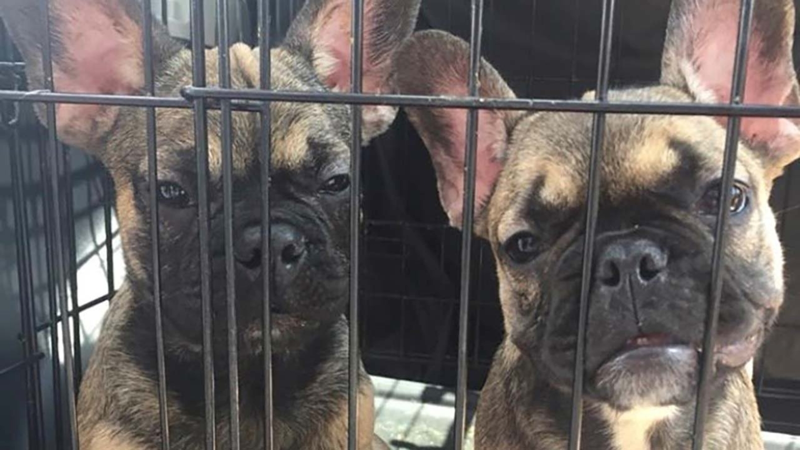 23 French Bulldog puppies seek homes after rescue from overheated van ...