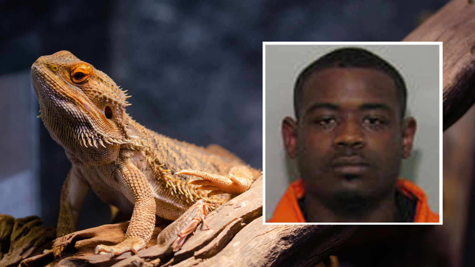 Houston man accused of killing girlfriend's lizard in fit of jealous ...