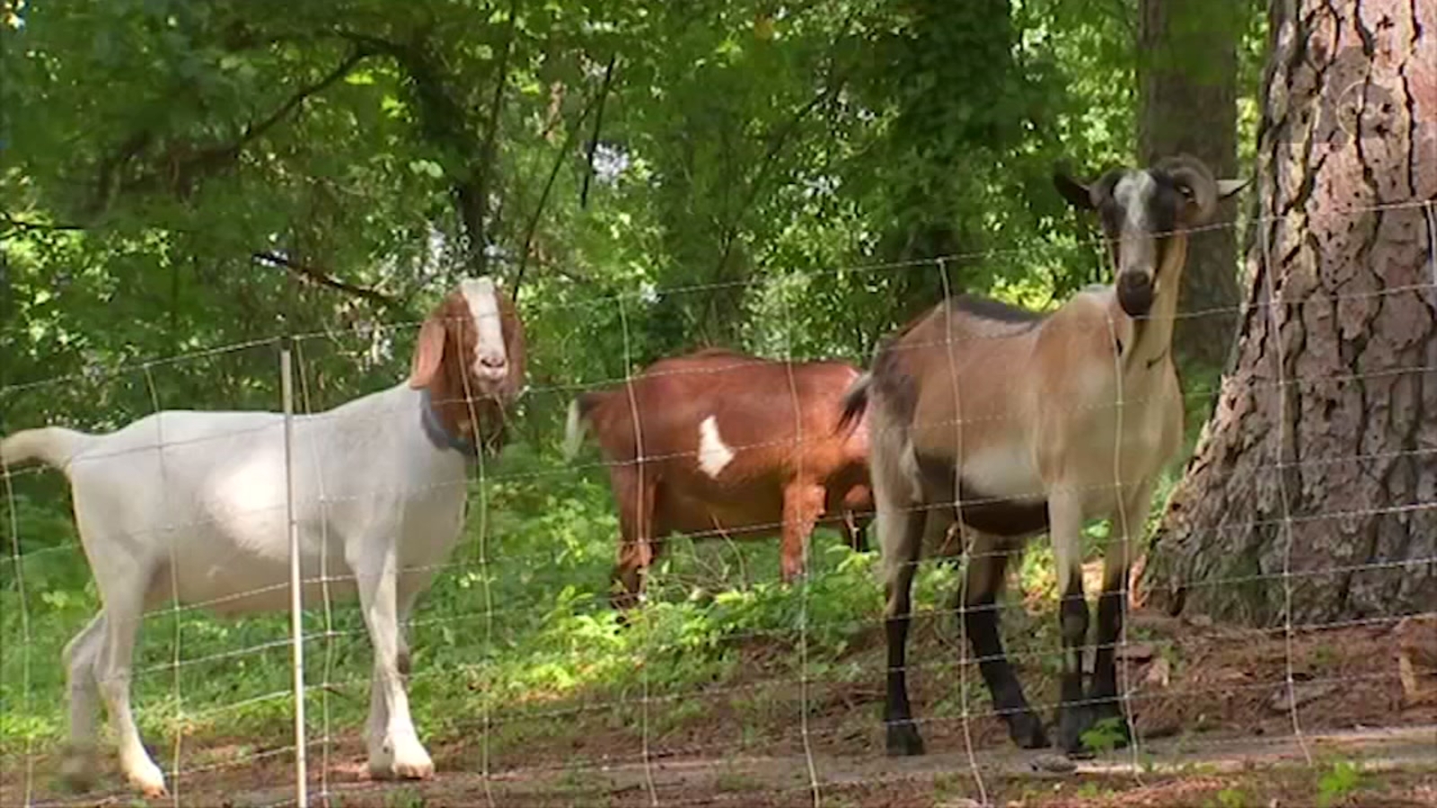 Hoof it over to Duke Park to see goats chow down - ABC11 Raleigh-Durham