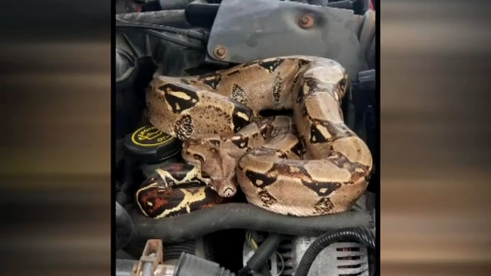 Man in Boston finds snake under his truck hood - ABC7 New York