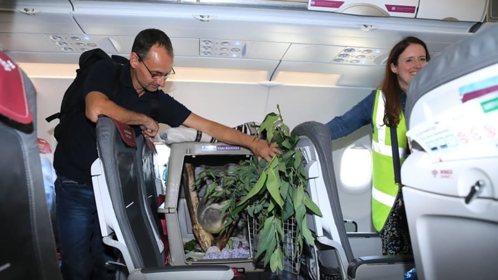 Koala gets its own seat on an airplane - ABC7 Chicago