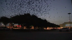 Stafford News | abc13.com