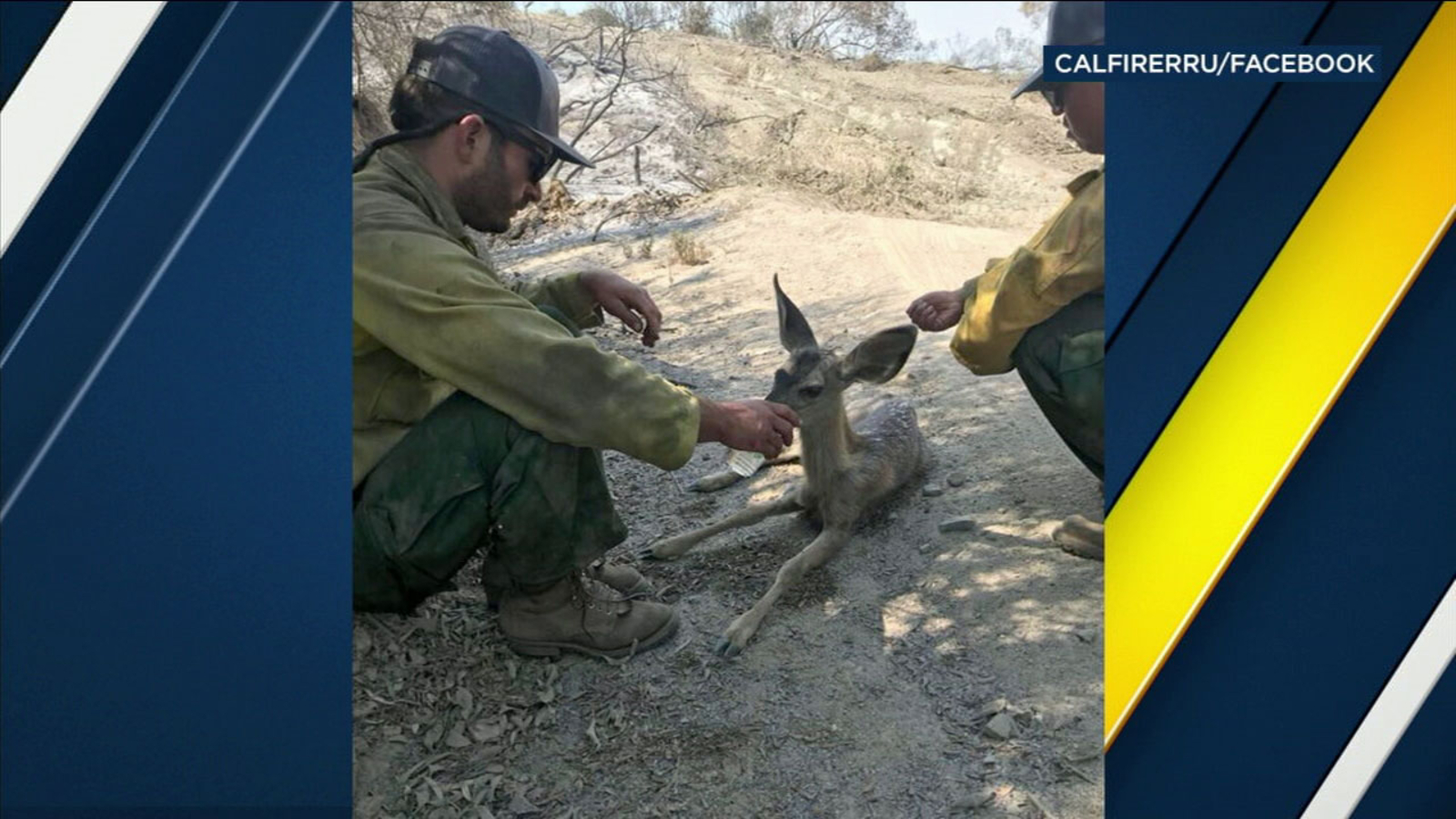 Firefighters battling Holy Fire care for dehydrated fawn - ABC7 Los Angeles