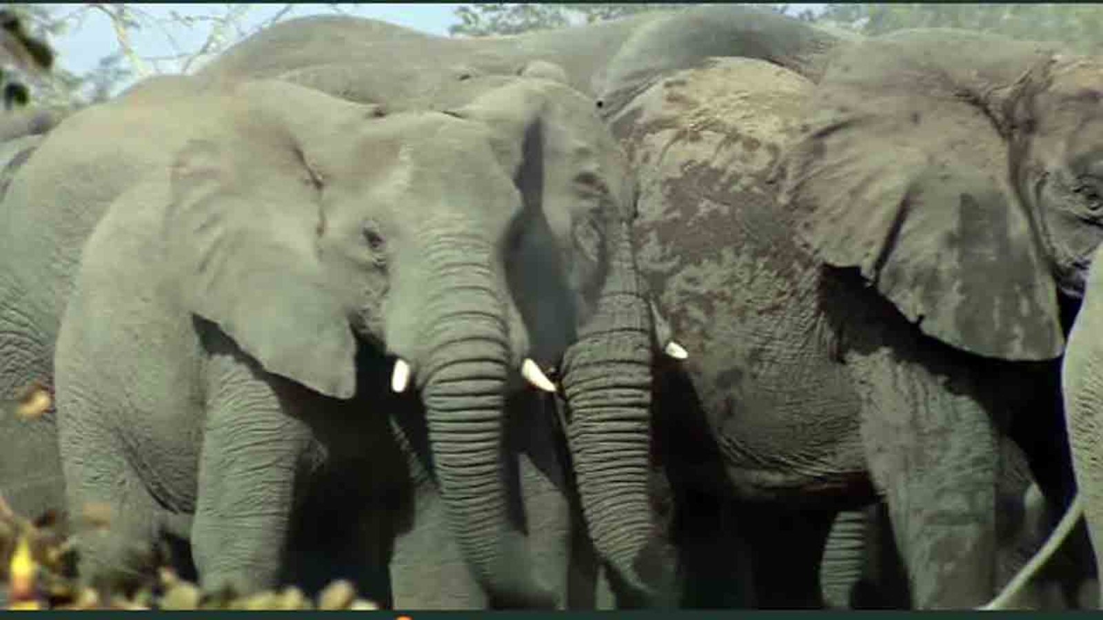 Elephants could provide cancer insights, research suggests - ABC7 New York