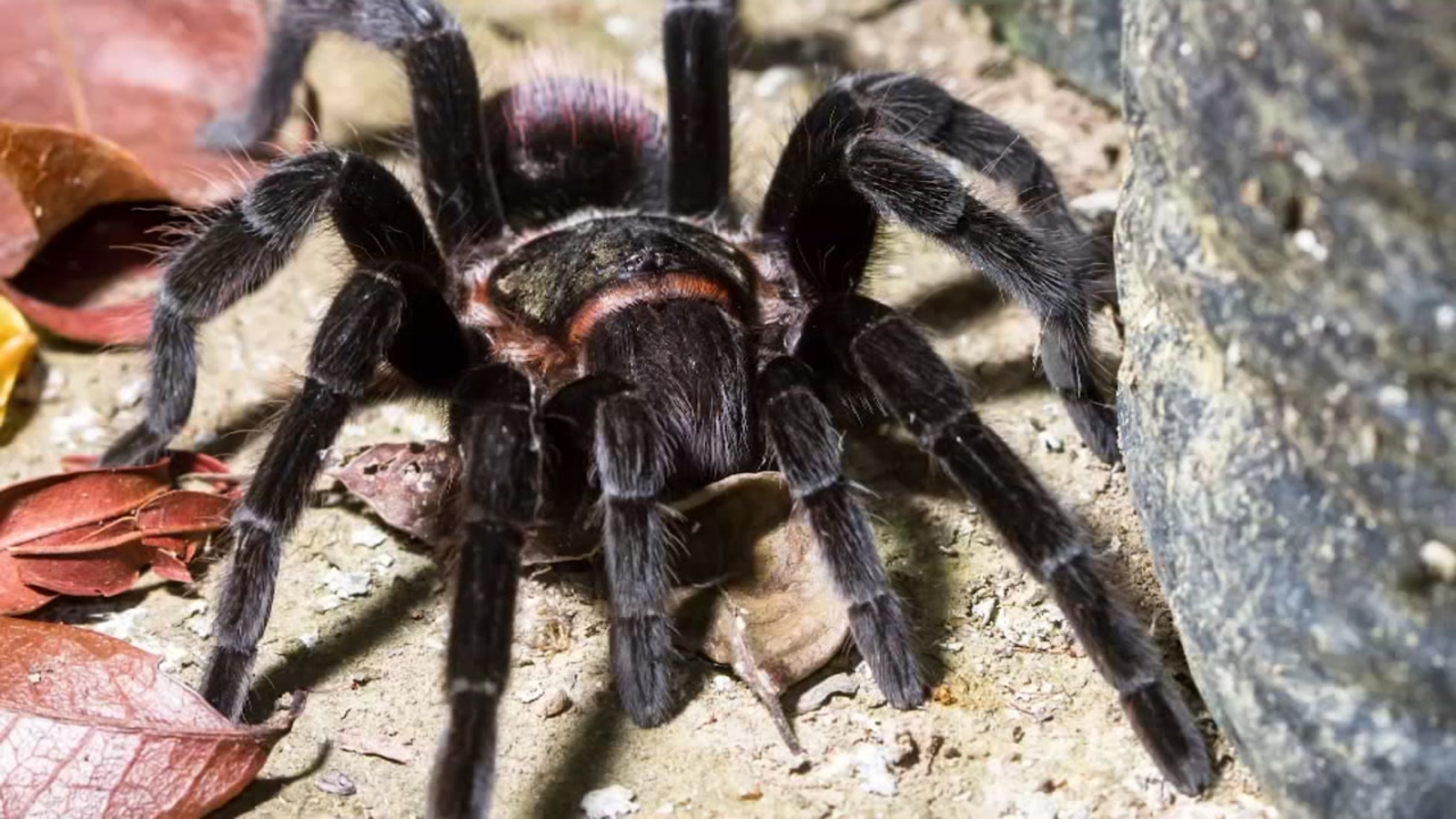 Mexico City restaurant busted over protected tarantula tacos - ABC13 ...