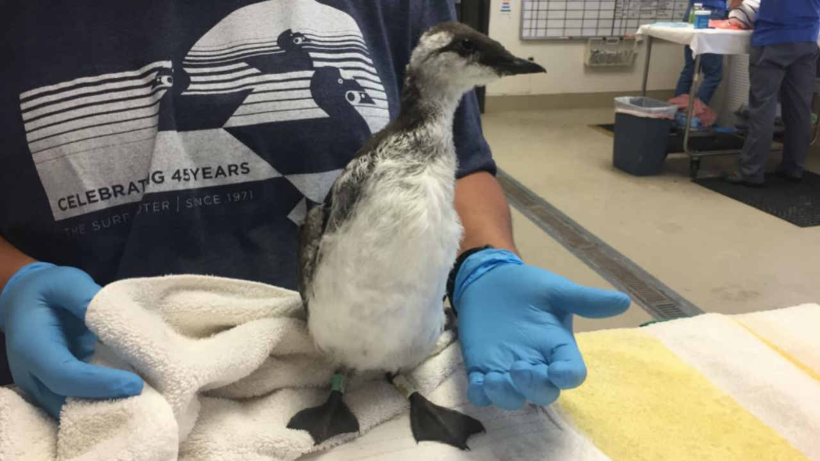 Starving, abandoned baby murres washing ashore in Bay Area, efforts ...