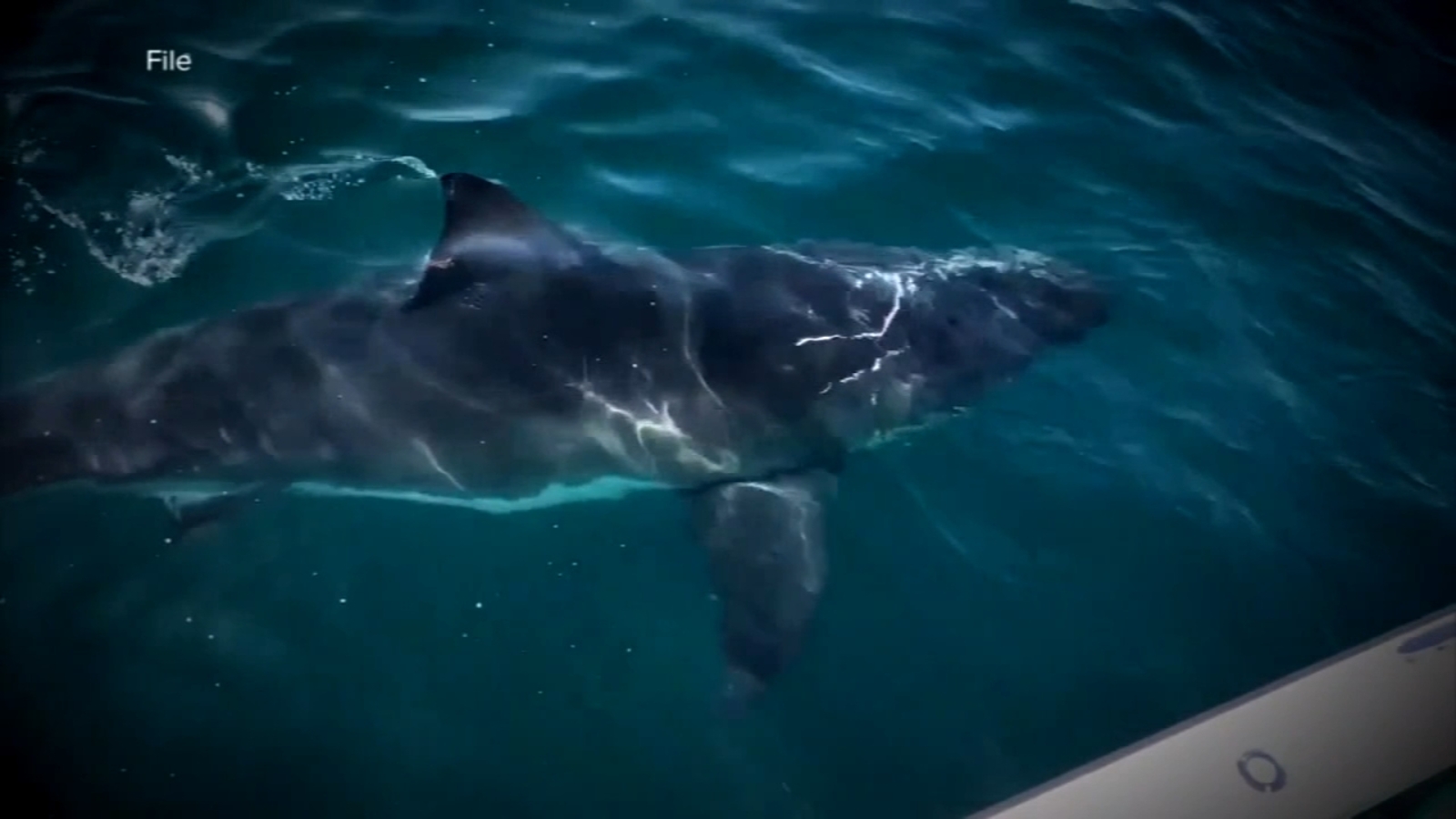 Shark expert says not to worry about local swimming - 6abc Philadelphia