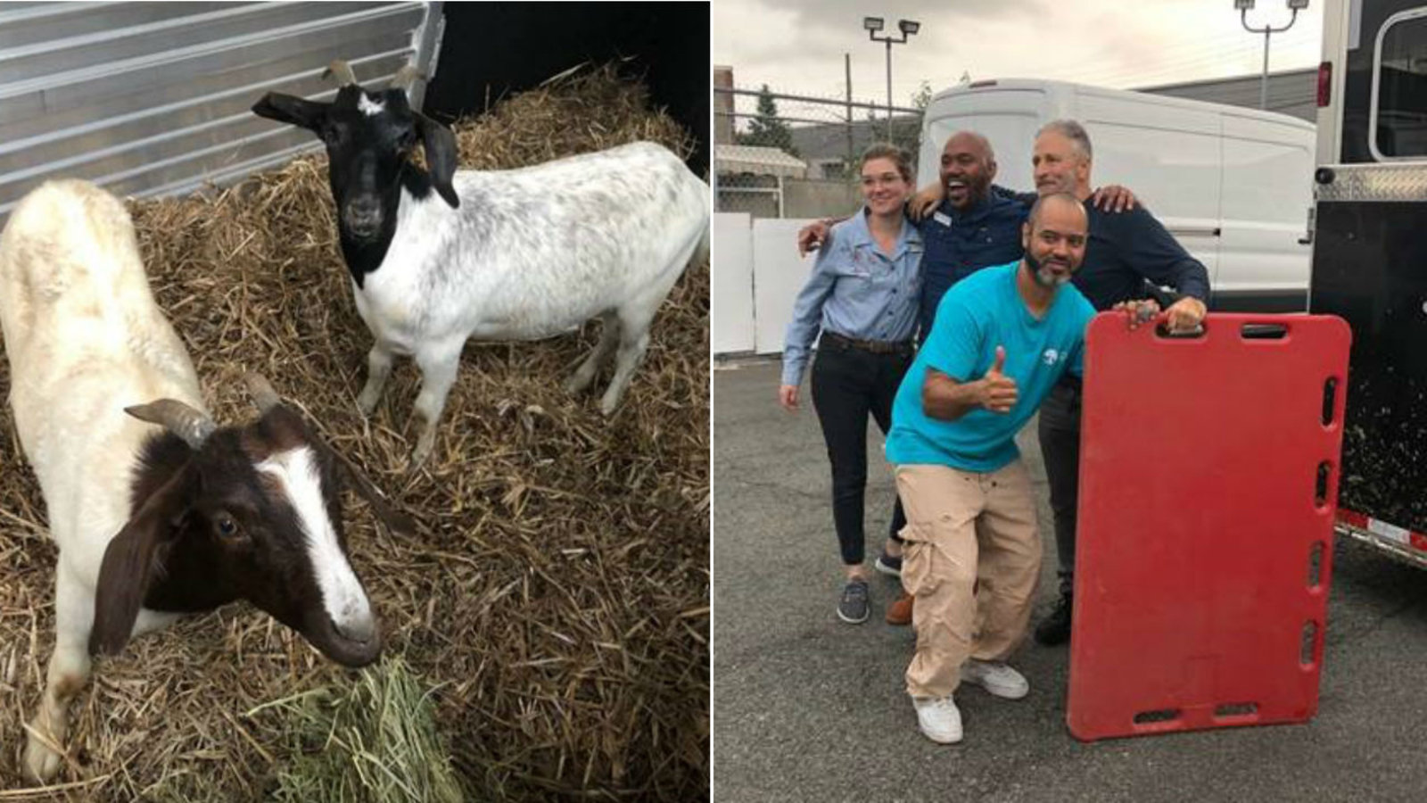 Jon Stewart rescues pair of goats wandering subway tracks in Brooklyn ...