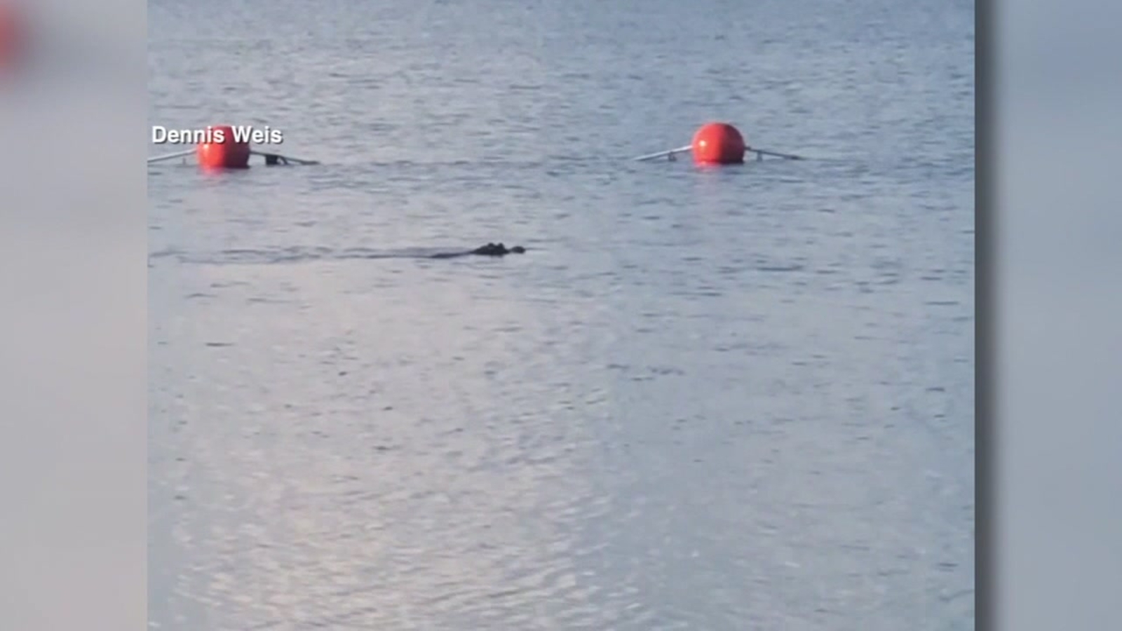 Woman survives being attacked by alligator in Florida lake - ABC13 Houston