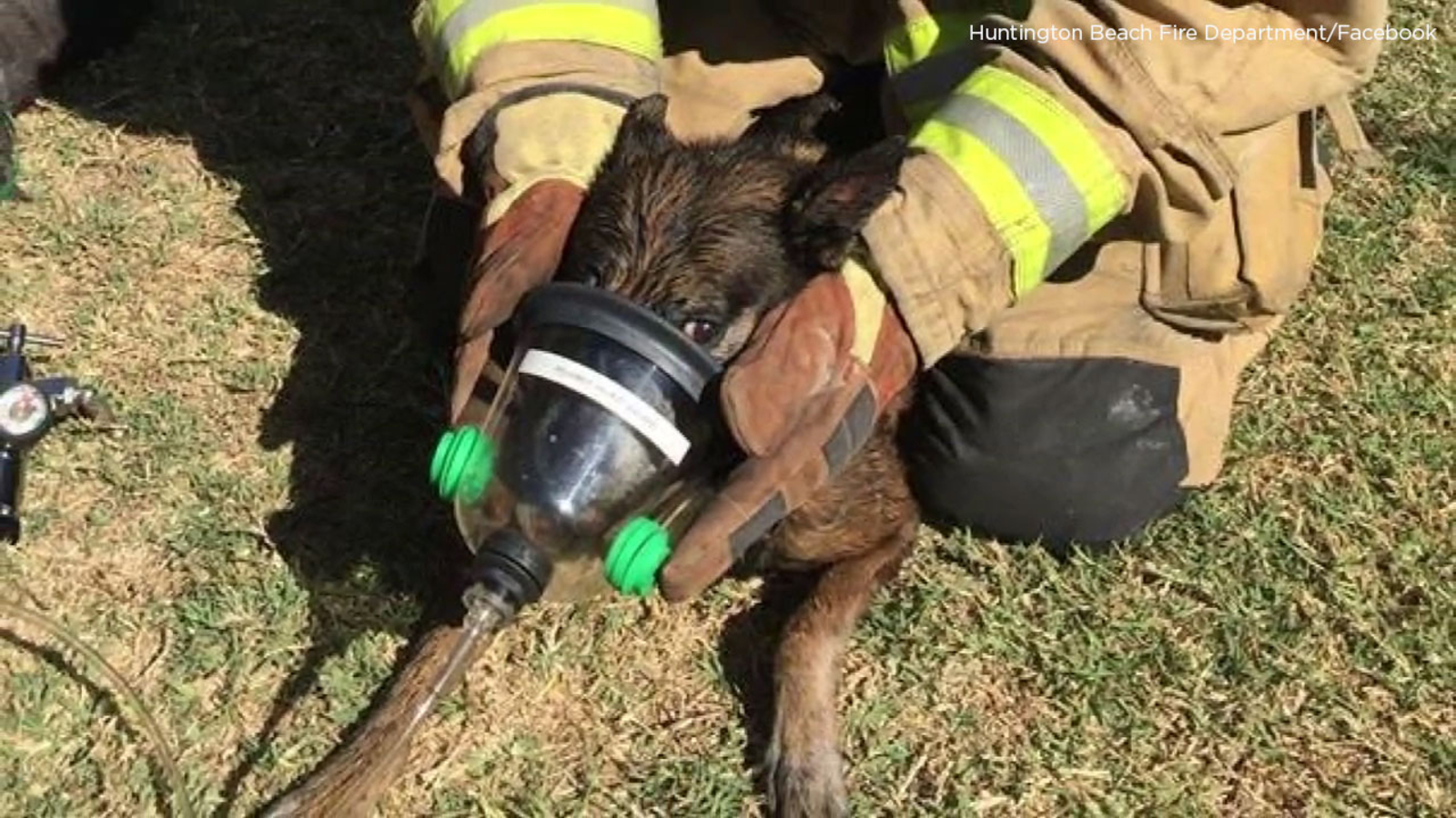 Huntington Beach firefighters, police save dog, cat with special CPR ...