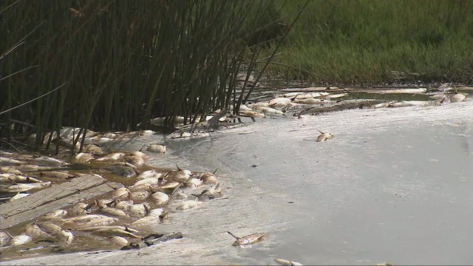 Massive fish die-off creates smelly mess in Malibu - ABC7 Los Angeles