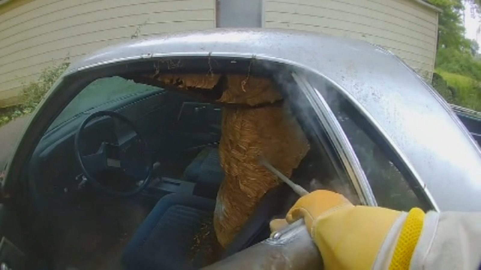 VIDEO: Ohio exterminator clears nearly 1,000 hornets from car - ABC7 ...