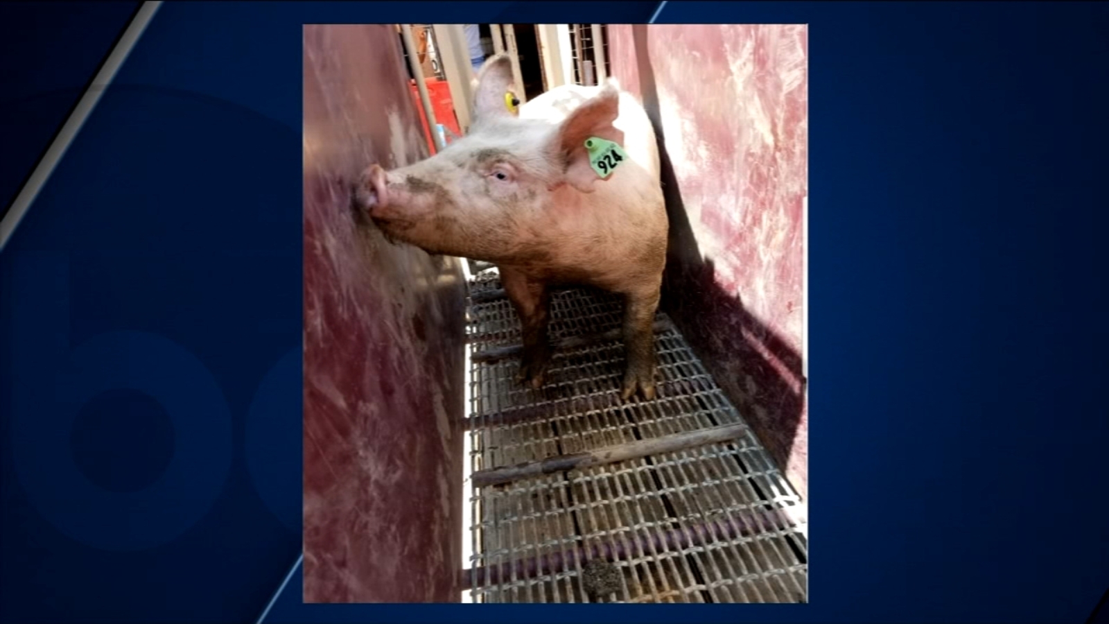 Young boy needs help finding pig, a 4-H animal missing from Sanger home ...