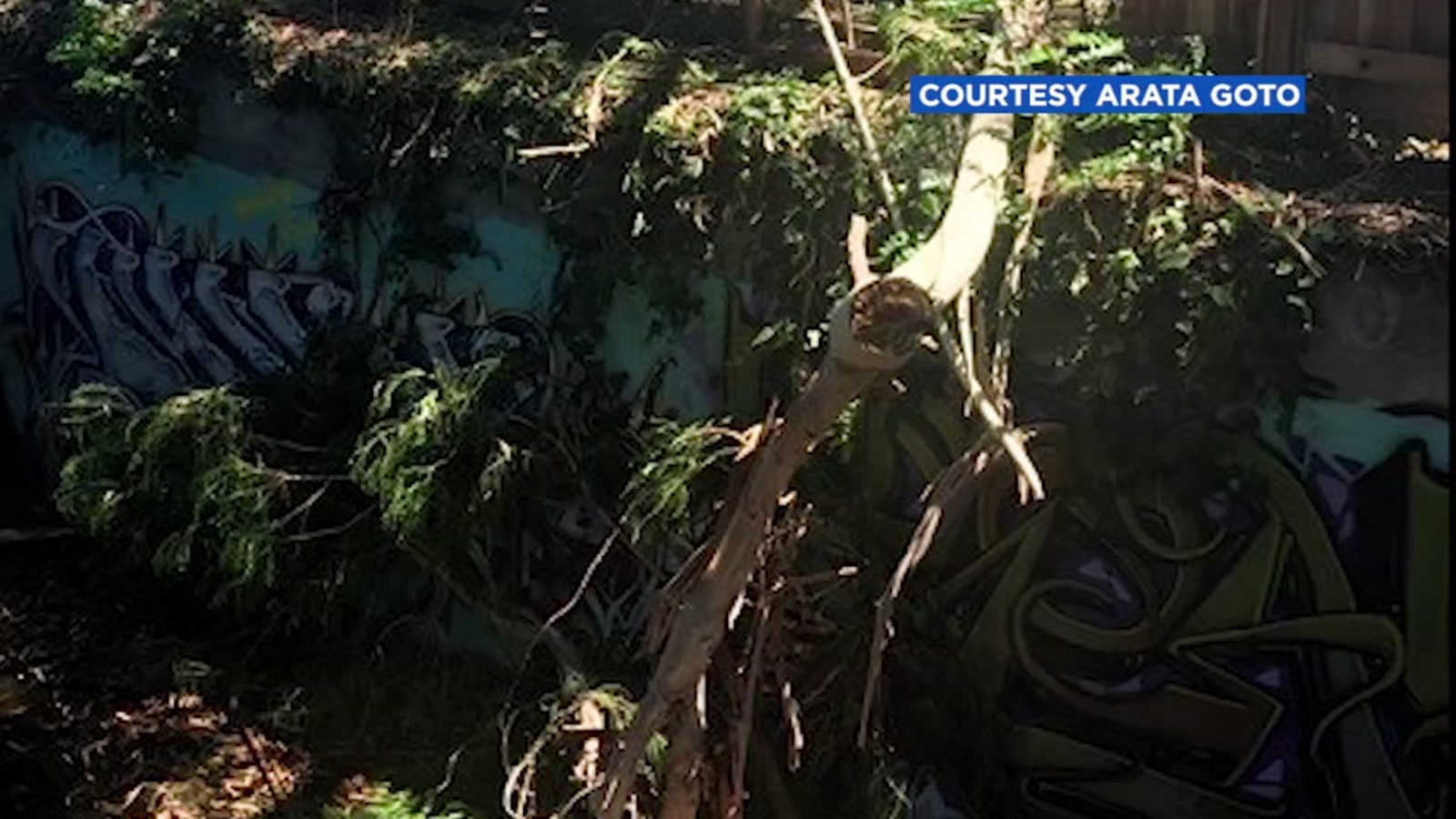 Potential tree danger to Oakland home and school removed but concern ...