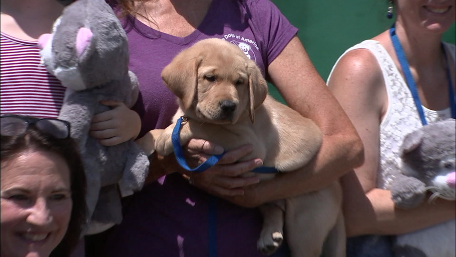 Guide Dogs of America looking for families to foster puppies - ABC7 Los ...
