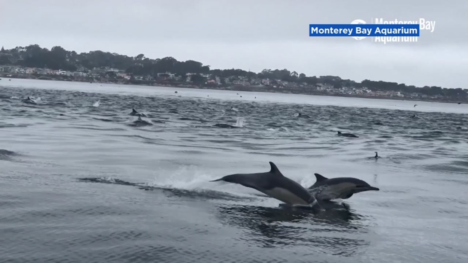 VIDEO: 'Superpod' of dolphins racing along California coast near ...