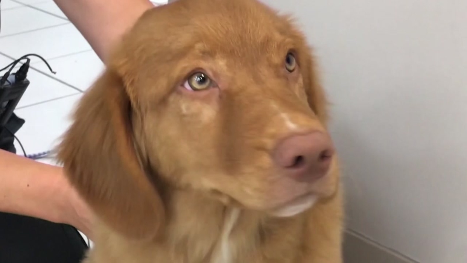 Show pup Kingsley's recovering after methamphetamine exposure - ABC13 ...