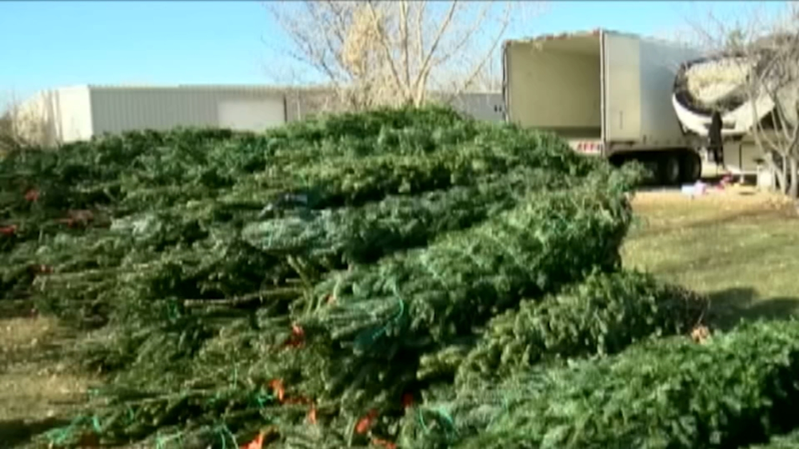 Amazon to sell, ship full-size Christmas trees - 6abc Philadelphia