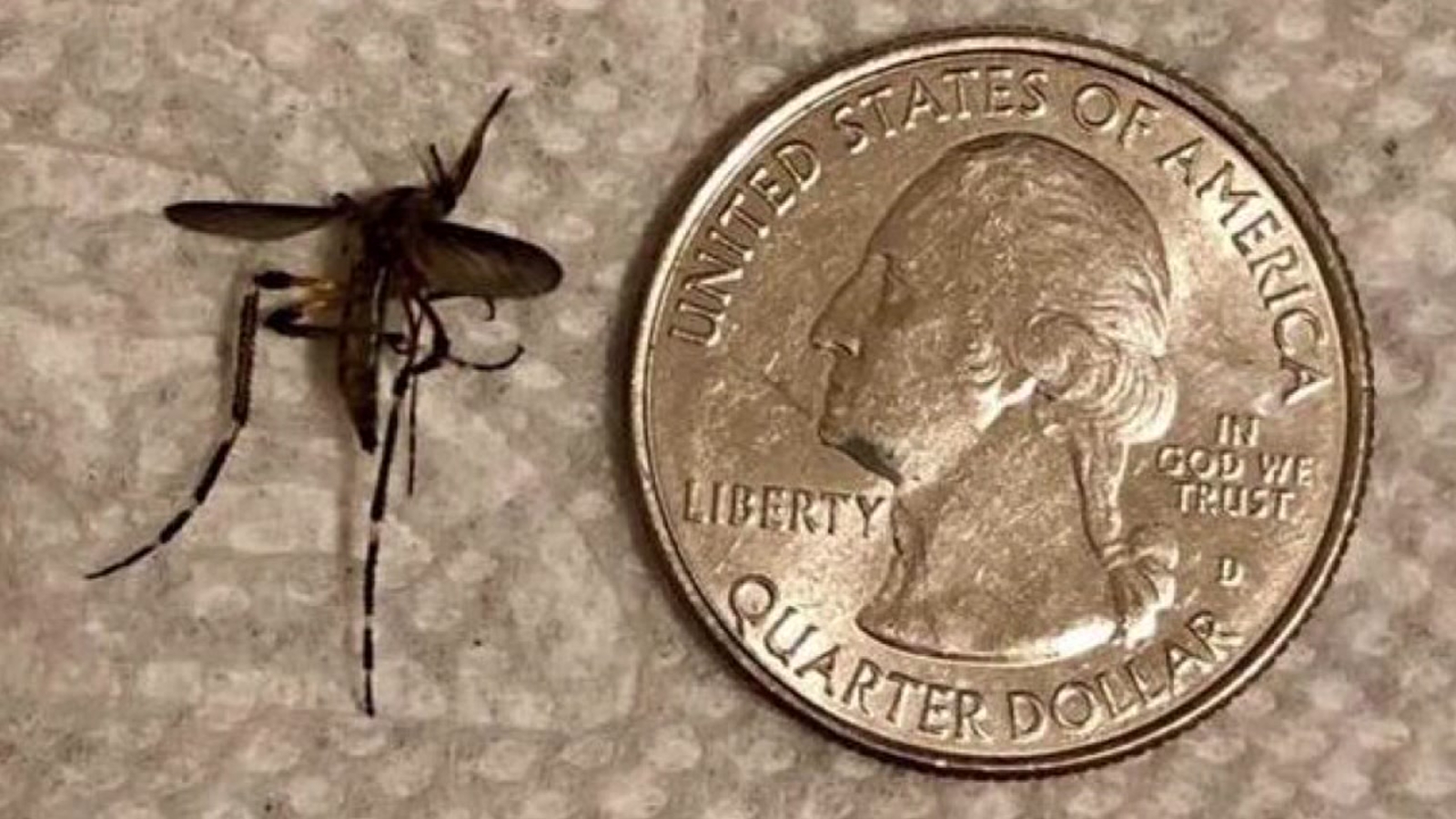 Mosquitoes the size of a quarter plague Houston area amid heavy ...