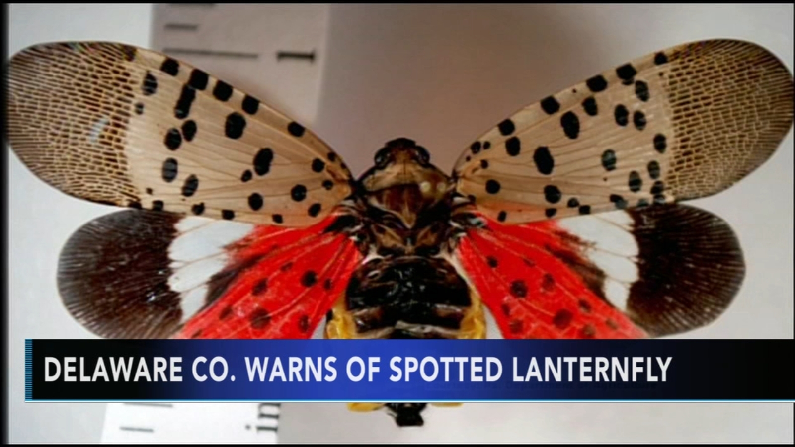 Spotted Lanternfly discovered in Delaware County - 6abc Philadelphia