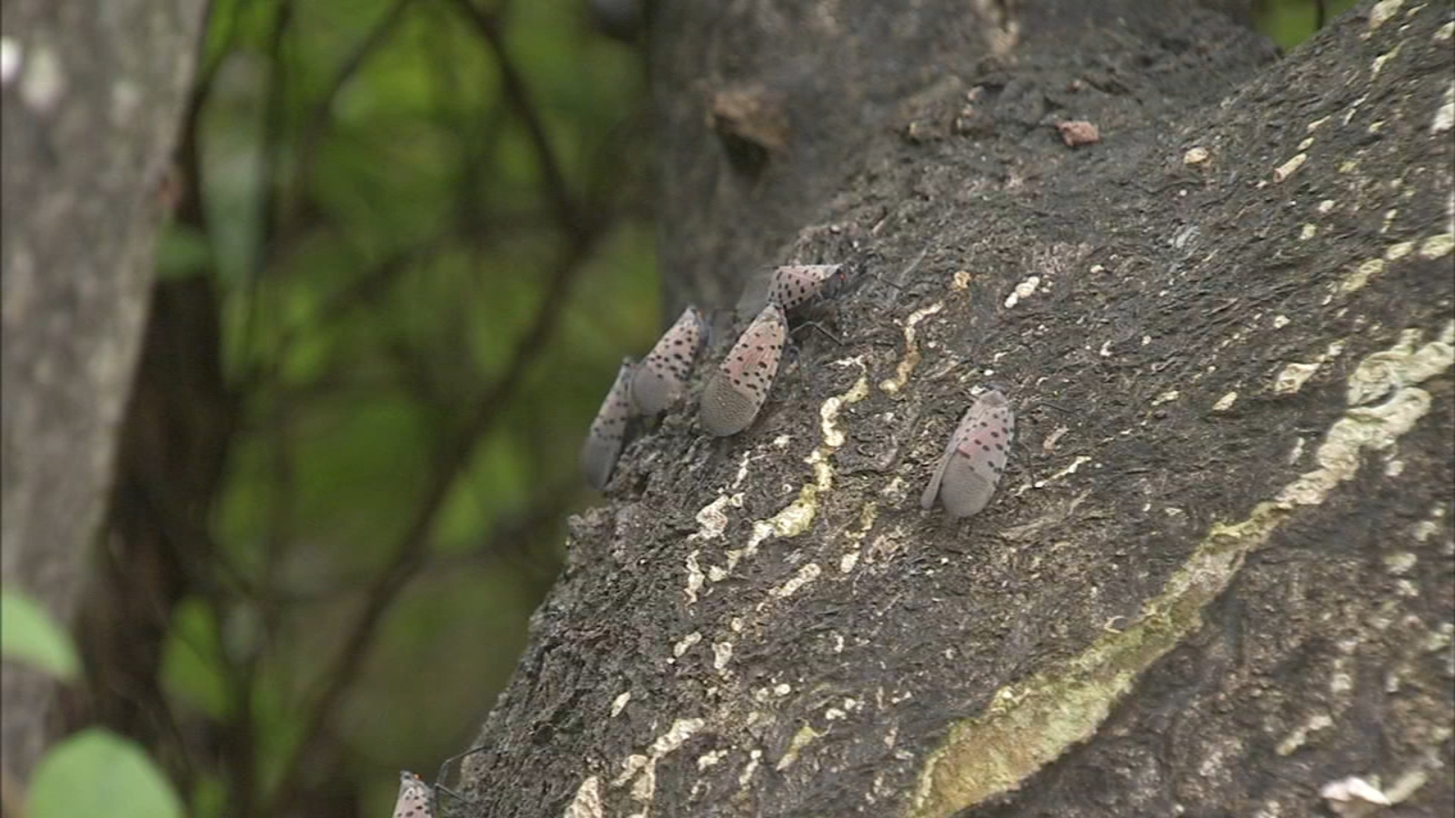 Spotted lanternfly seen in Pennsylvania, New Jersey and Virginia - 6abc ...