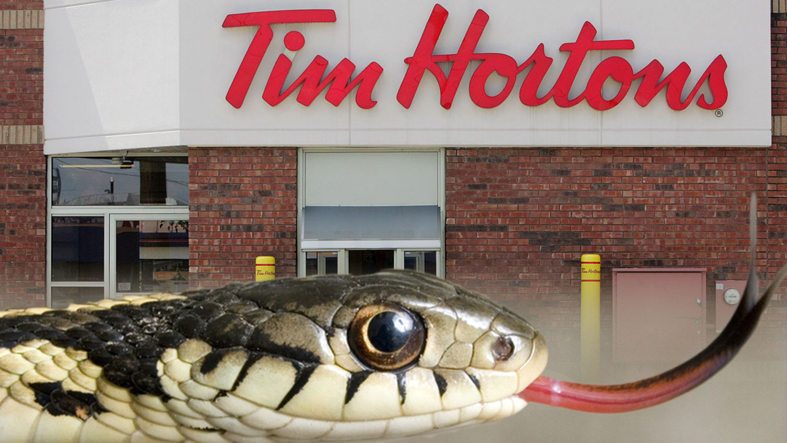 Dispute over diced onions leads to snake throwing incident - ABC7 Los ...