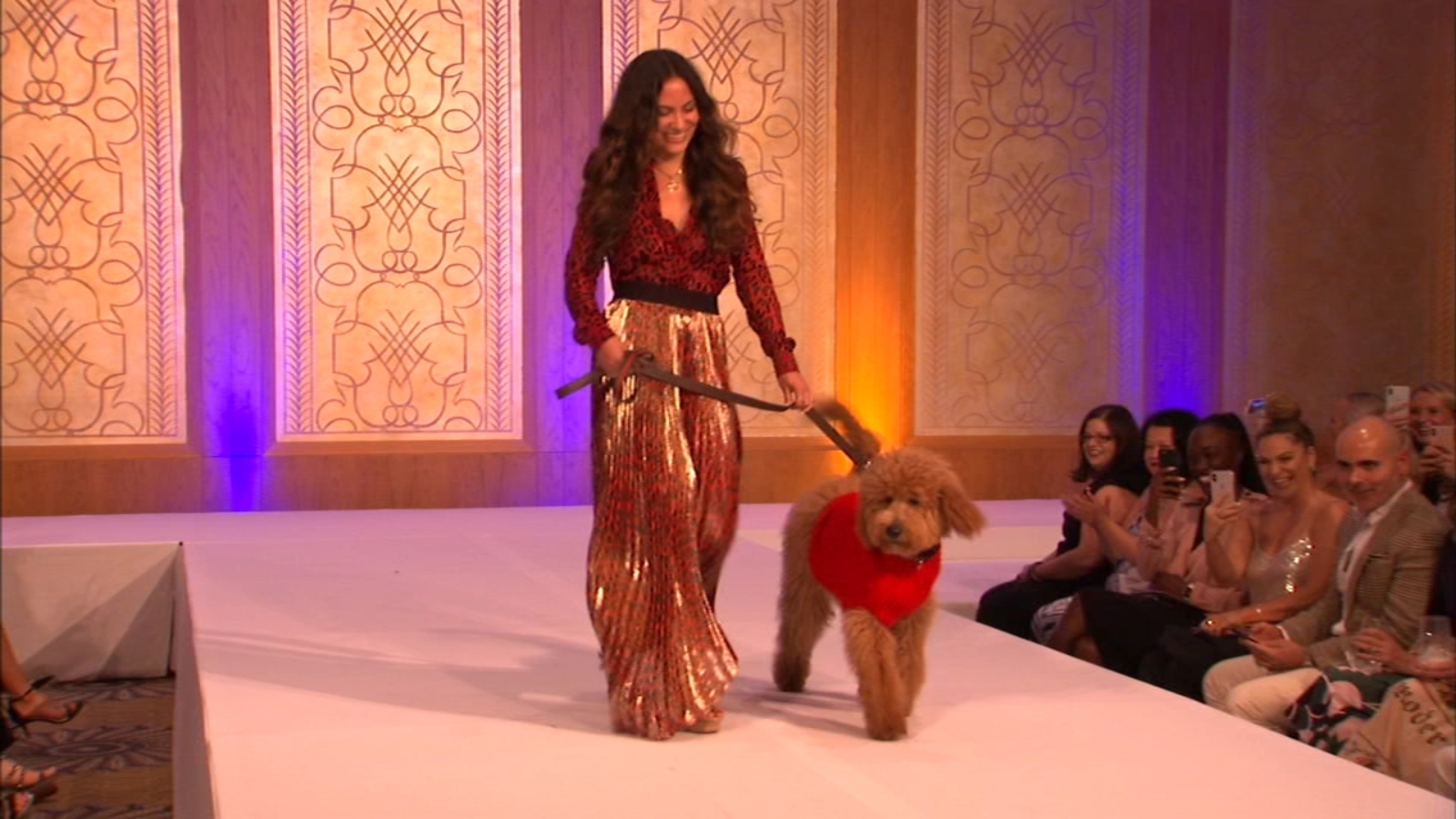 Canines on the catwalk - ABC7 Chicago